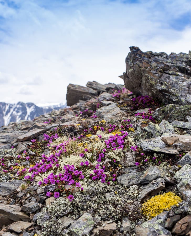 Red Flowers Scattered on Granite Boulders in Sunny Day Stock Image ...