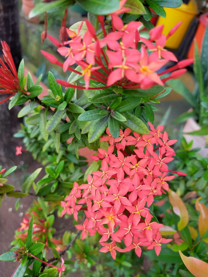 The School Garden is Decorated with Beautiful Trees and Ornamental ...