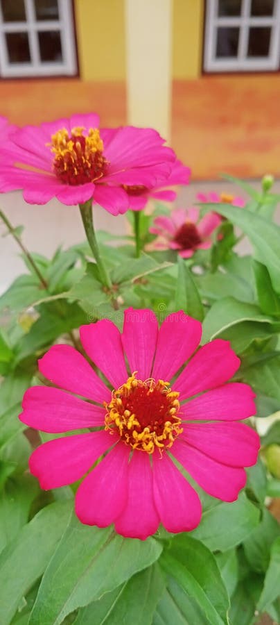 Red Flowers in the School Garden Stock Image - Image of flowers, school ...