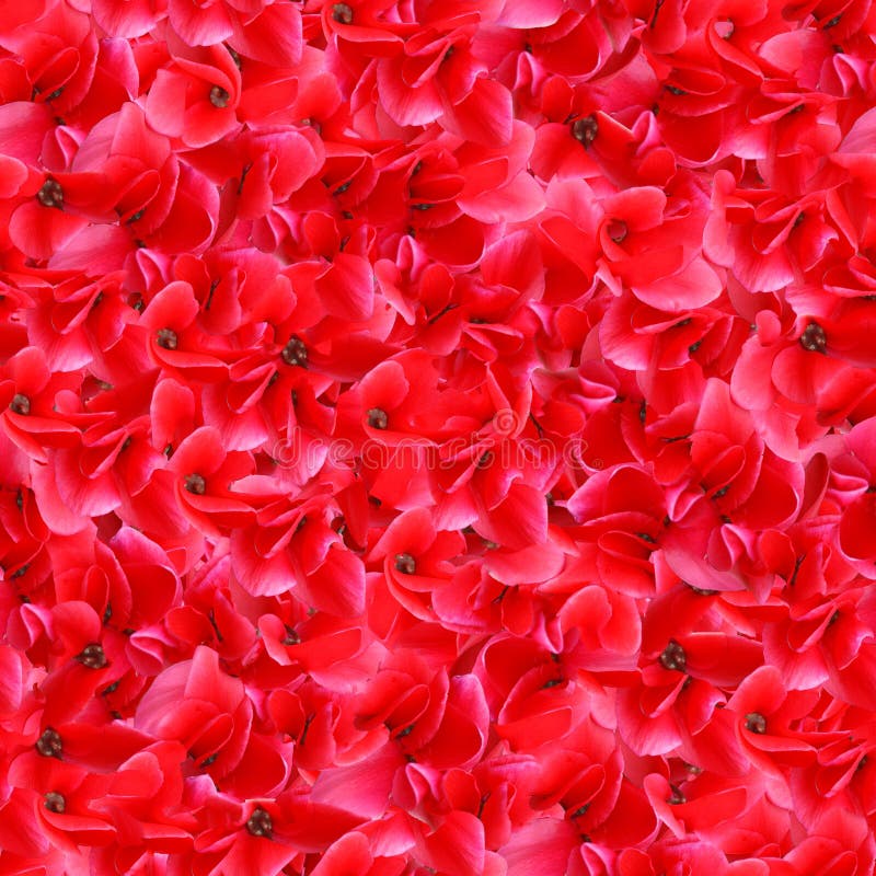 Red Flowers Seamless Pattern Stock Image - Image of decorative ...