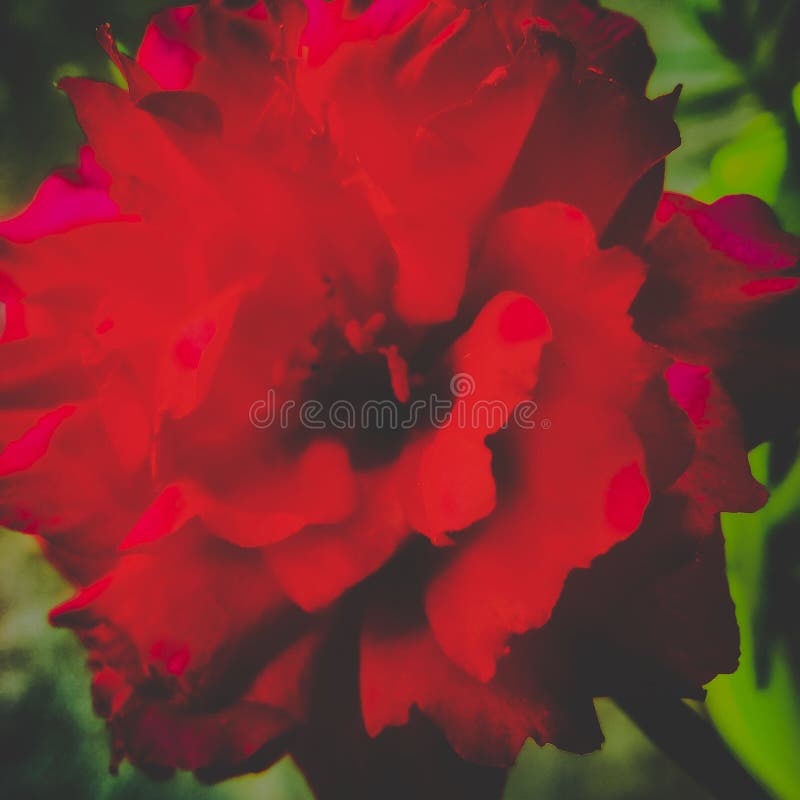 Red Flowers with Sharp Colors Stock Photo - Image of flowers, fantastic ...