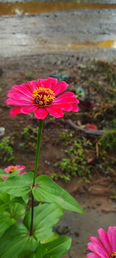 Road Redcolor Stock Photos - Free & Royalty-Free Stock Photos from ...