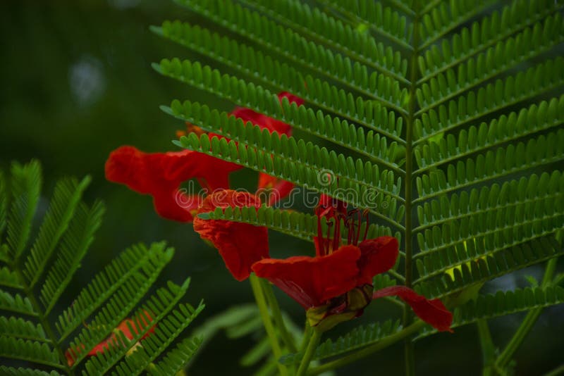 Red Flowers on the Side of the Road in the City Stock Image - Image of ...
