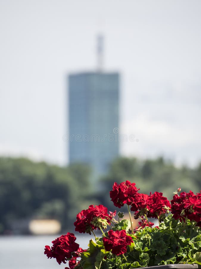 Red Flowers with Skyscraper Stock Image - Image of city, belgrade: 74558035