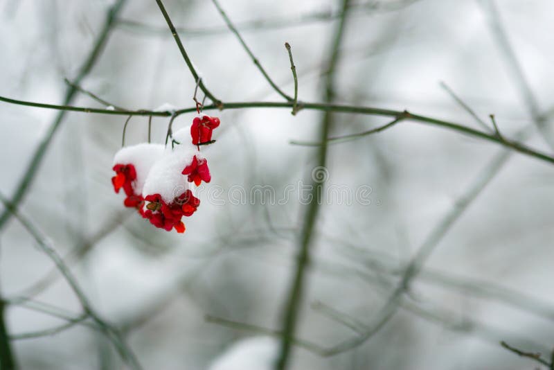 Red flowers and snow stock photo. Image of cold, snow - 34368228