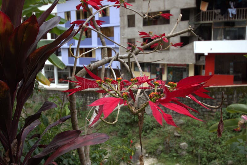 Red Flowers from South America Stock Photo - Image of happy, macro ...