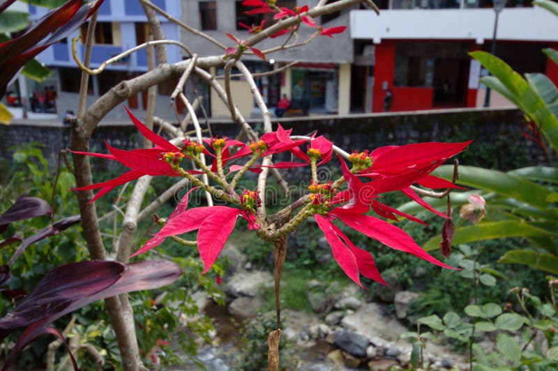 Red Flowers from South America Stock Image - Image of botanical, happy ...