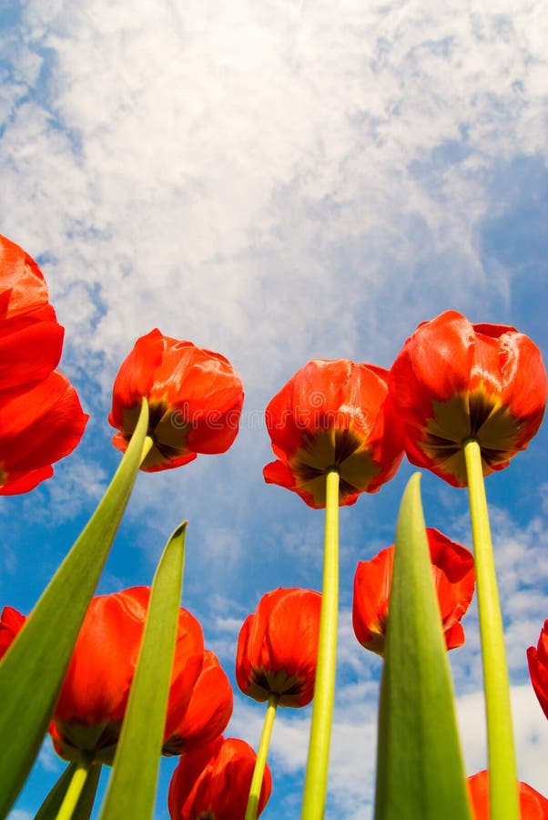 Red flowers spring stock image. Image of petal, color - 14128173