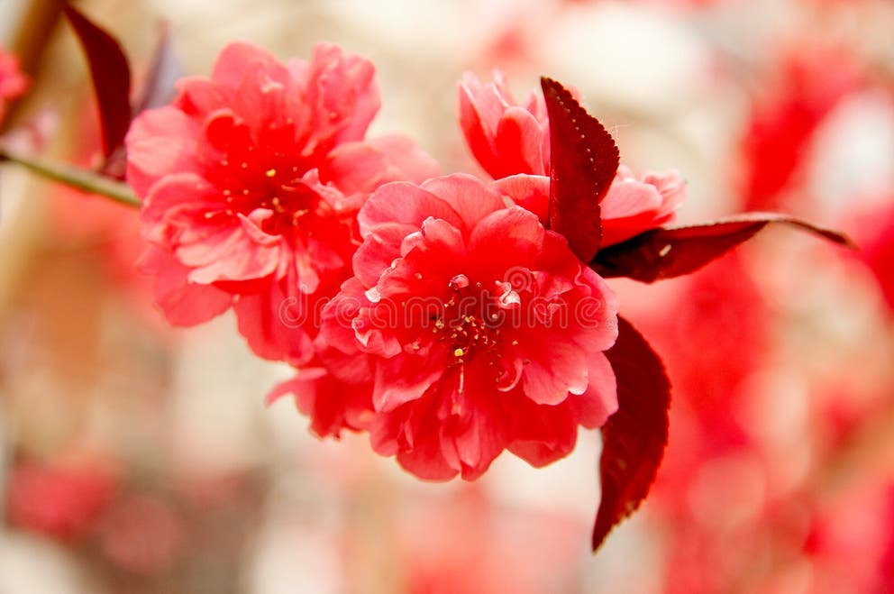 Red flowers in spring stock image. Image of gift, plants - 4968137