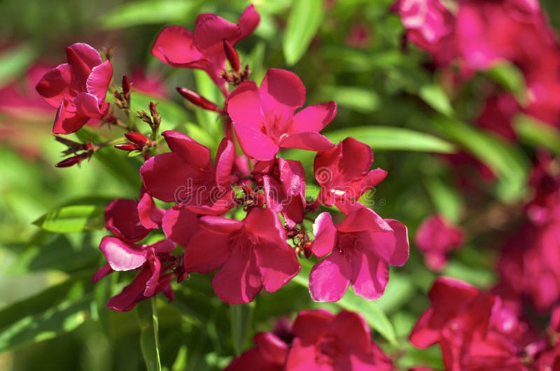 Red Flowers of Spring Oleander Stock Photo - Image of background ...