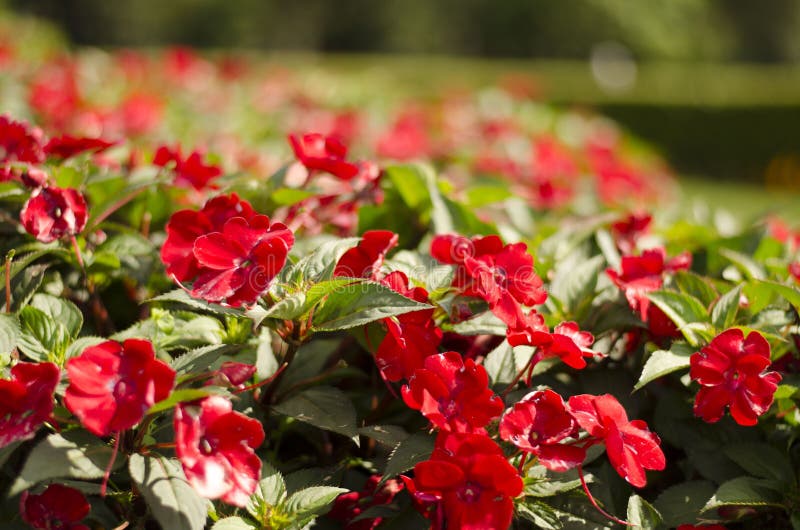 Red Flowers stock image. Image of mothers, love, river - 80611741