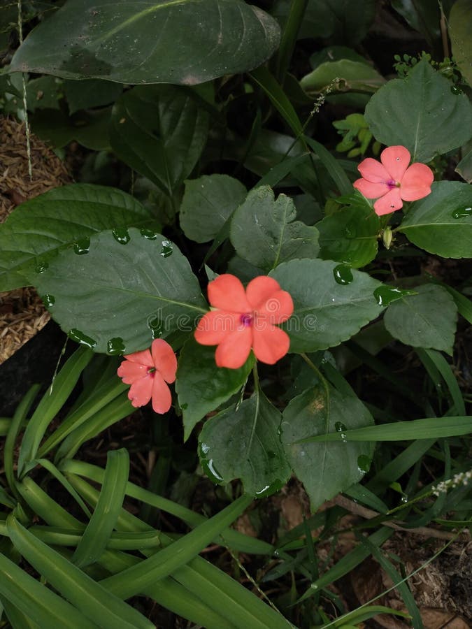 Red Flowers in Spring, Very Beautiful Stock Image - Image of tree ...