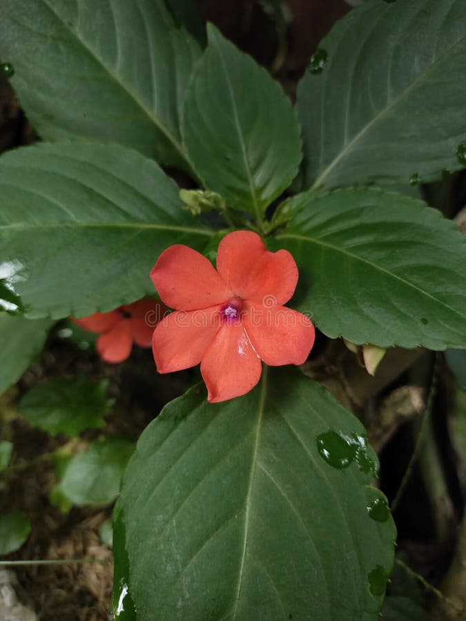 Red Flowers in Spring, Very Beautiful Stock Photo - Image of produce ...