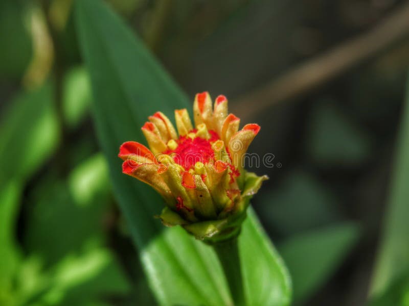 Red Flowers Starting Blooms in the Garden Stock Photo - Image of ...