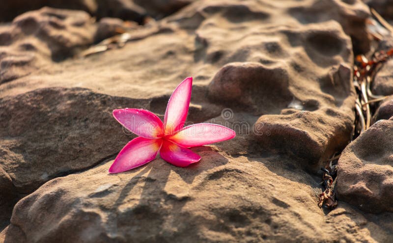 Red Flowers on Stone Ground in the Tropics Stock Image - Image of ...