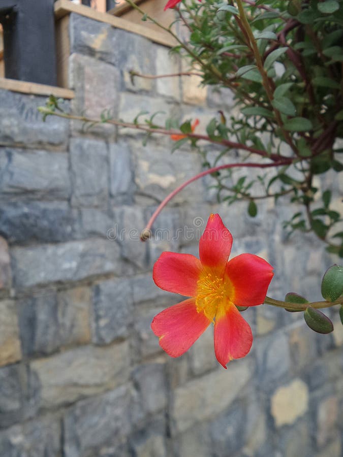 Red flowers on stone wall stock photo. Image of petal - 82556144