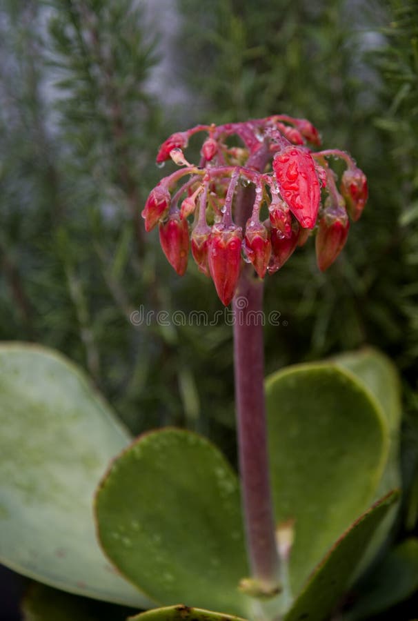 Red Flowers of Succulent after Rain Stock Photo - Image of beautiful ...