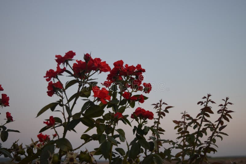 Red flowers in the sunset stock photo. Image of nature - 147730198