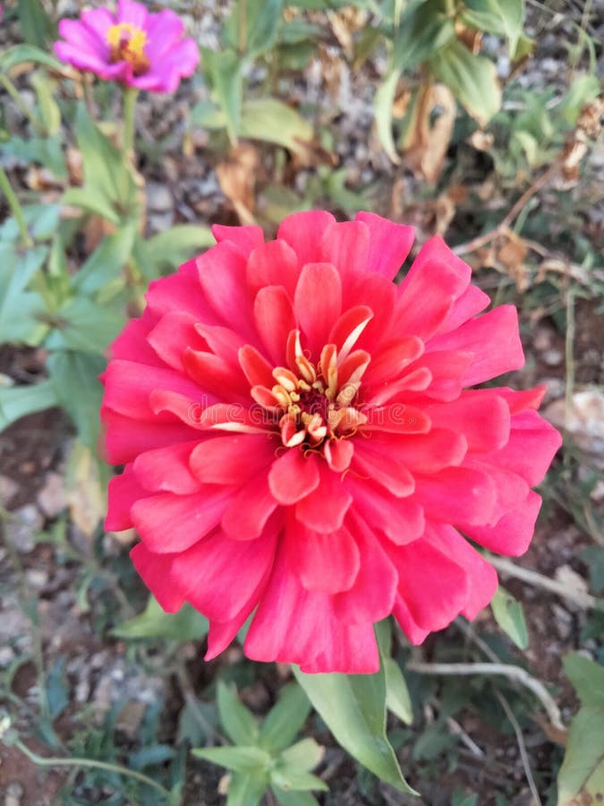 Red Flowers Symbolize Joy and Cleanliness Stock Image - Image of ...