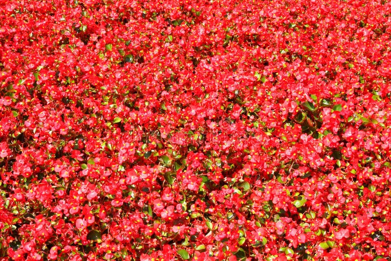 Yellow Orchid stock photo. Image of fragility, gift, petal - 7969572