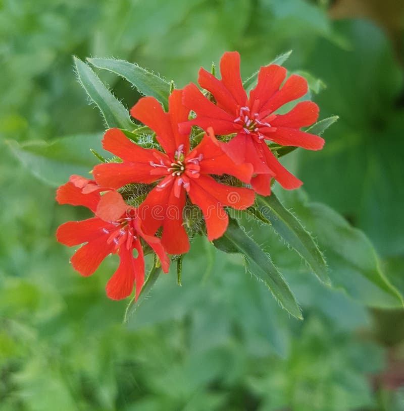 Red flowers stock image. Image of three, nature, flowers - 119988173