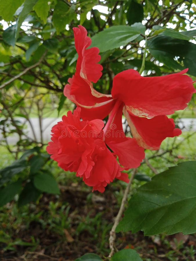Red flowers on the tree stock photo. Image of petal - 197113410