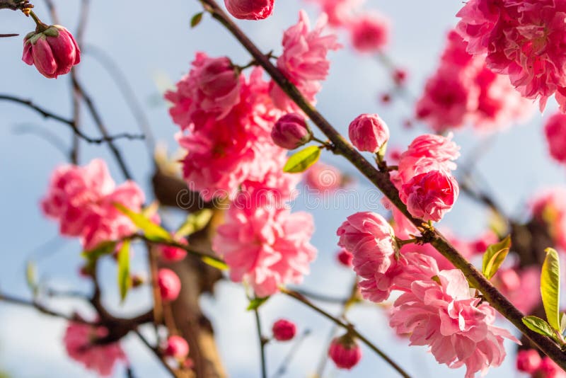 Red Flowers on Tree Branches Stock Photo - Image of leaves, spring ...