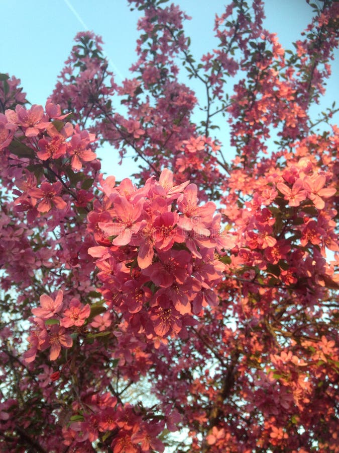 Red Flowers in Tree Branches Stock Image - Image of trees, tree: 70590287