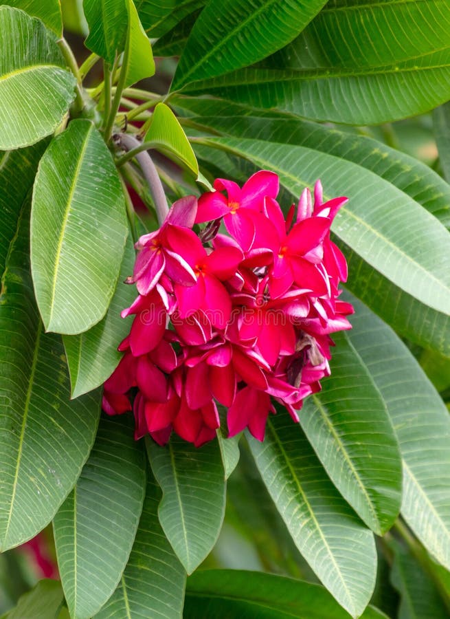 Red Flowers on a Tree. Nature in the Tropics Stock Photo - Image of ...