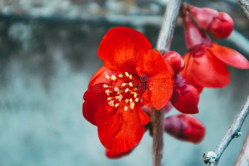 Red Flowers on the Tree. Spring in the City Stock Photo - Image of tone ...