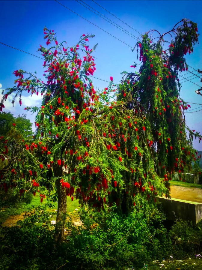 Red Flowers Tree Standing in a Garden Stock Photo - Image of beauty ...