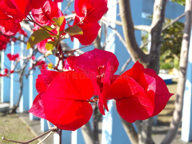 Red Flowers in Tropical Spring Stock Image - Image of structures, sunny ...