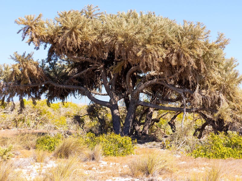 The Red Flowers of a Tropical Tree. Tsimanampetsotsa National Park ...