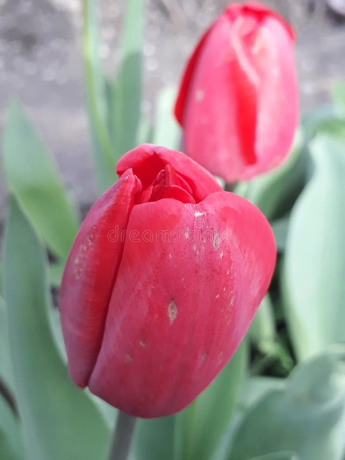 Red flowers tulip stock image. Image of background, trees - 90988637