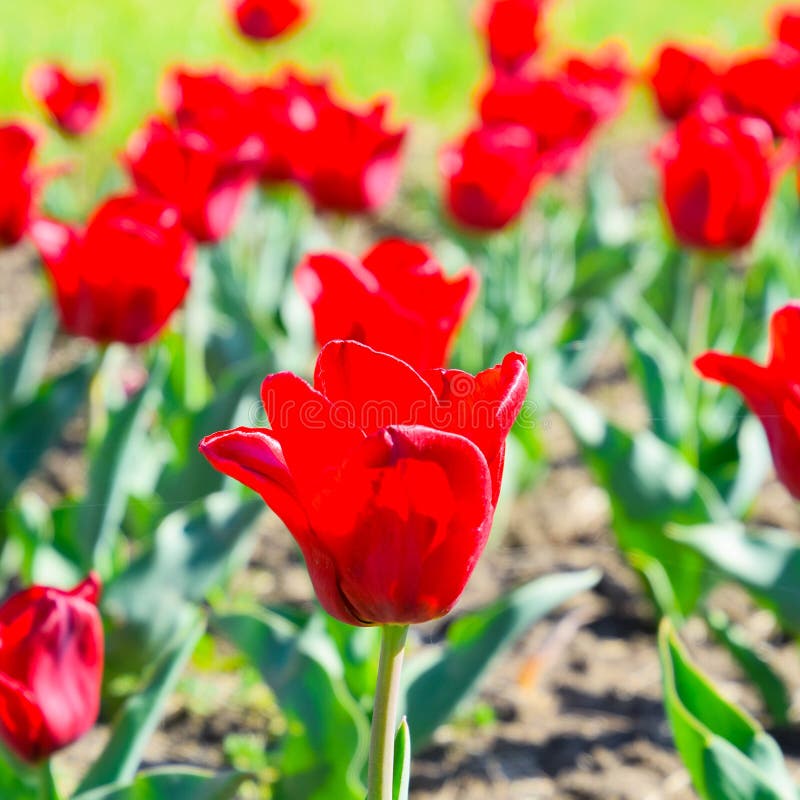 Red Flowers of Tulips on a Flower Bed. a Flower Bed Stock Photo - Image ...