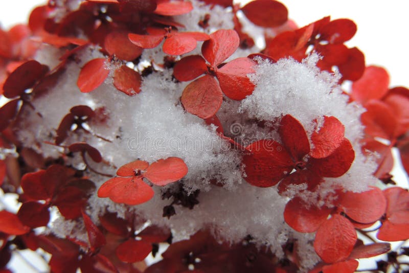 Red Flowers Under the Snow in the Garden Stock Photo - Image of snow ...