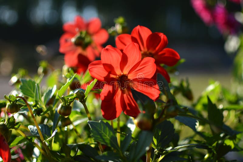 Red flowers stock image. Image of flowers, sunset, nature - 183368801