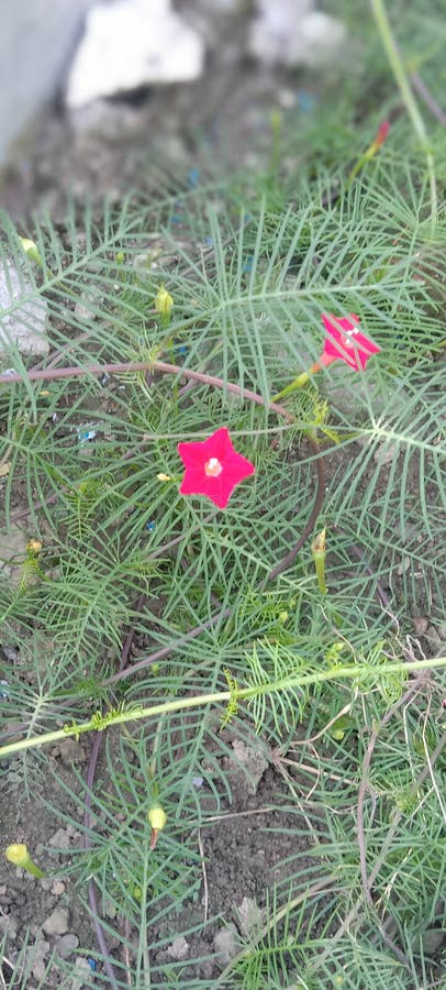 Red Flowers with a Unique Texture, Nice Layout on the Home Page Stock ...