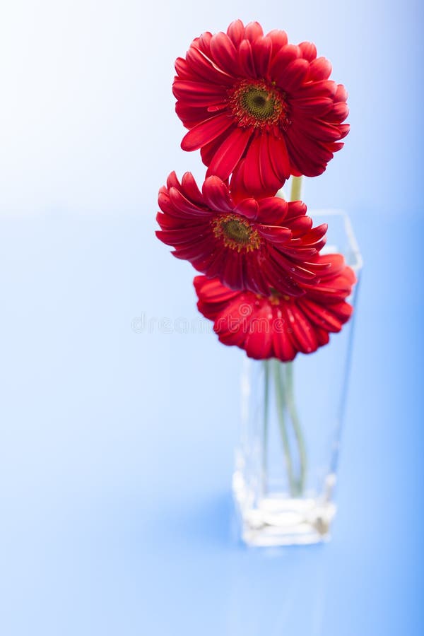 Red flowers in a vase stock image. Image of flower, beloved - 86671333