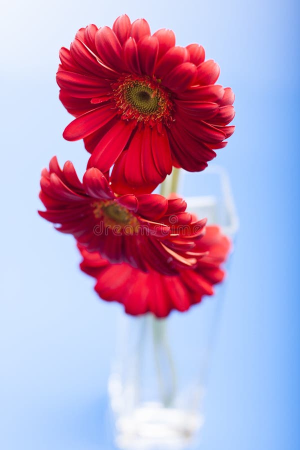 Red flowers in a vase stock image. Image of flower, beautiful - 86671469