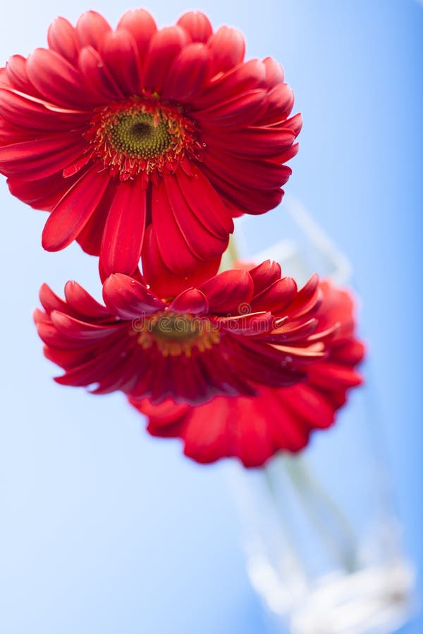 Red flowers in a vase stock image. Image of green, flowers - 86671515