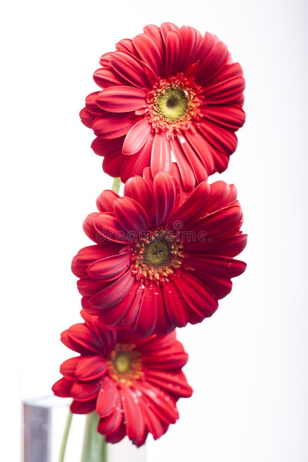 Red flowers in a vase stock photo. Image of flower, spring - 86671710