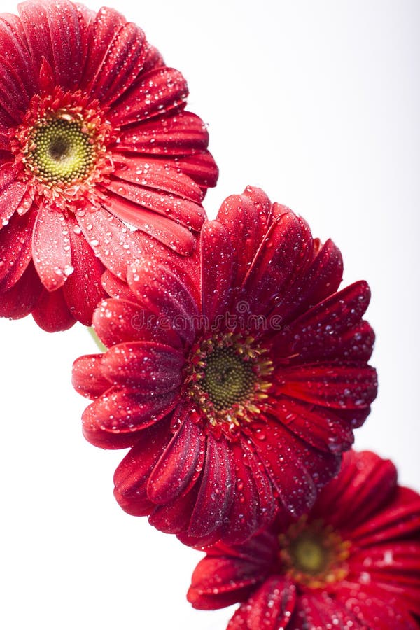 Red flowers in a vase stock photo. Image of spring, flowers - 86672036