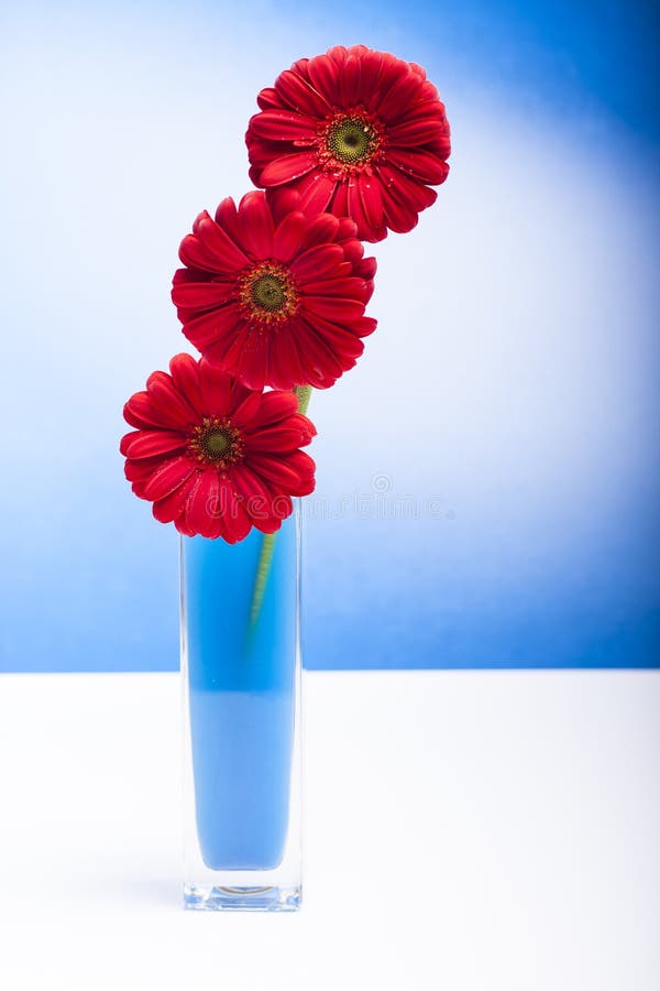Red flowers in a vase stock image. Image of woman, beloved - 86673361