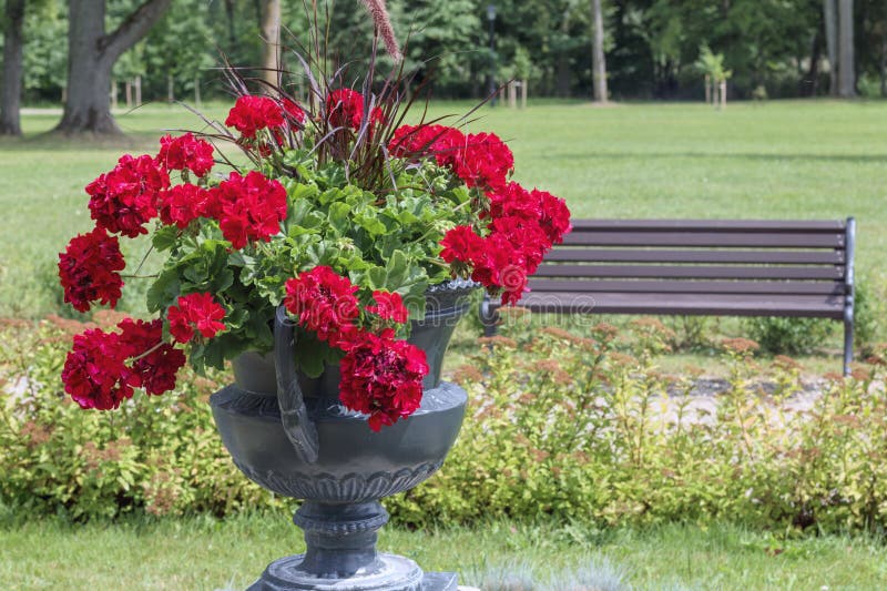 .red Flowers with Vase on Bench in Garden Background Stock Photo ...
