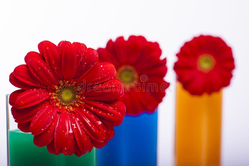 Red flowers in vases stock photo. Image of earth, white - 86677220