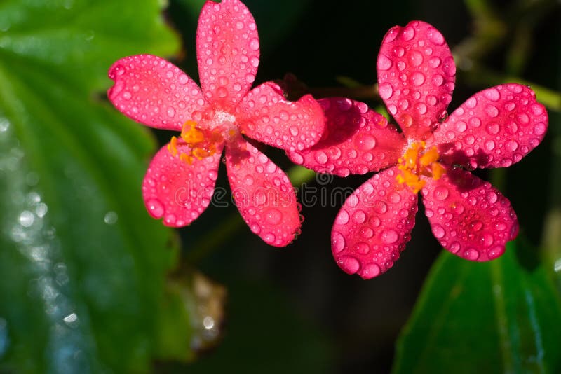 Red Flowers with Water Drop Stock Image - Image of water, outdoor: 60326815
