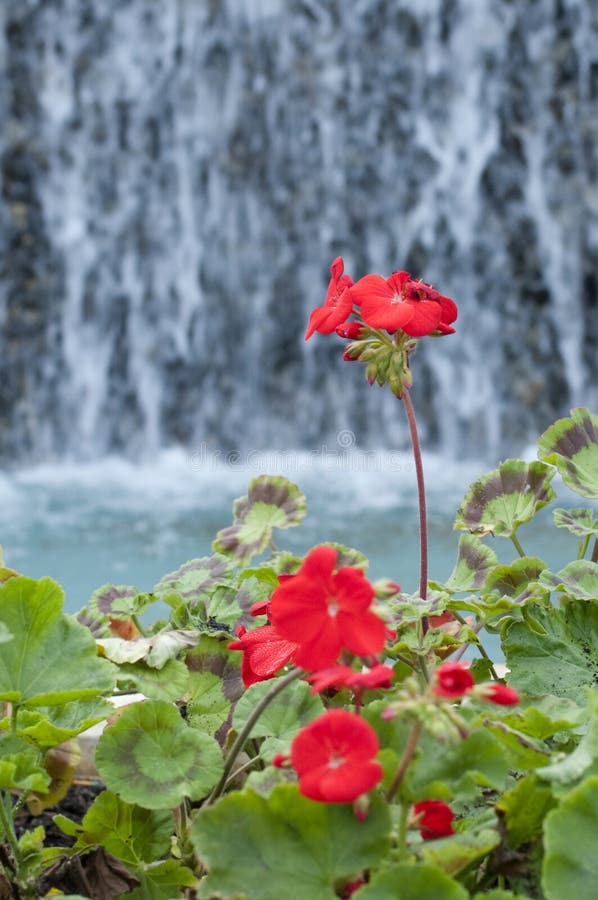 Red Flowers with Waterfall stock photo. Image of flora - 8028364
