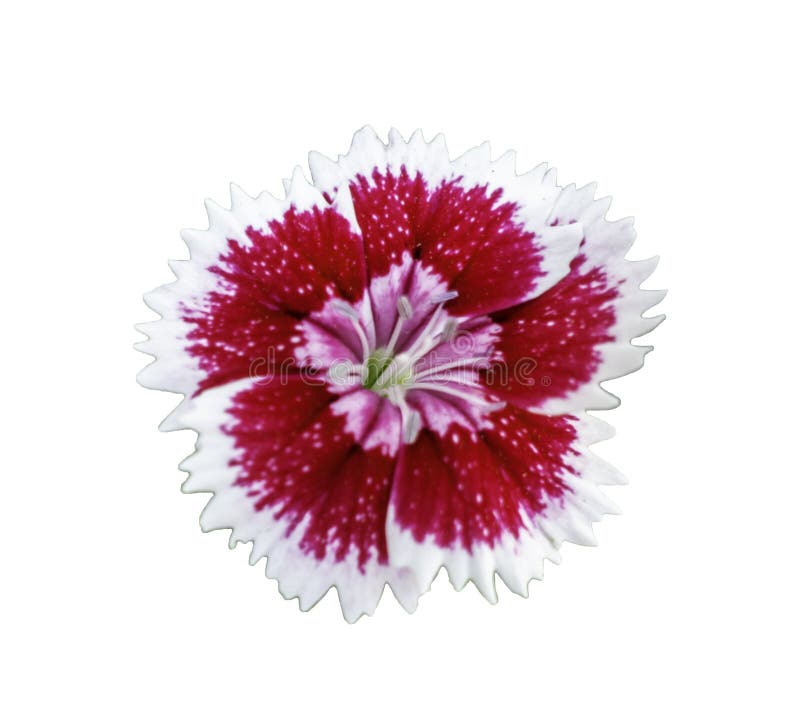 Red Flowers on White Background Stock Photo - Image of season, color ...