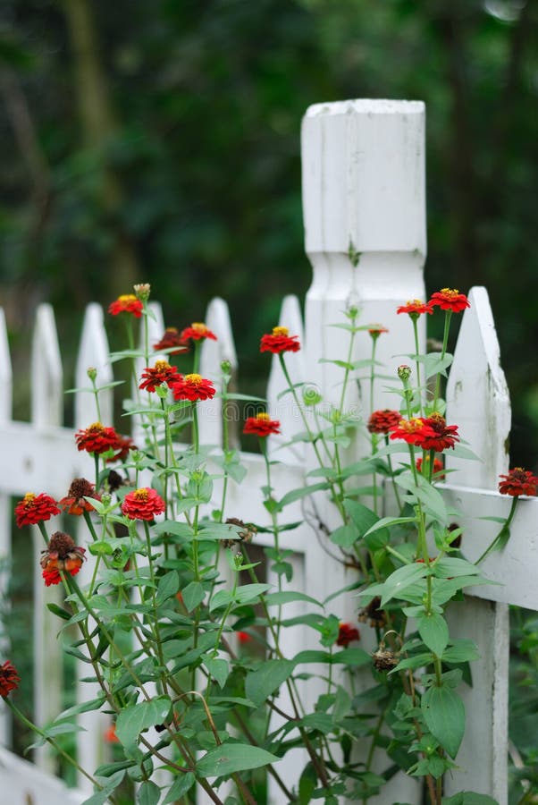 Red flowers on white fence stock photo. Image of closeup - 6795856